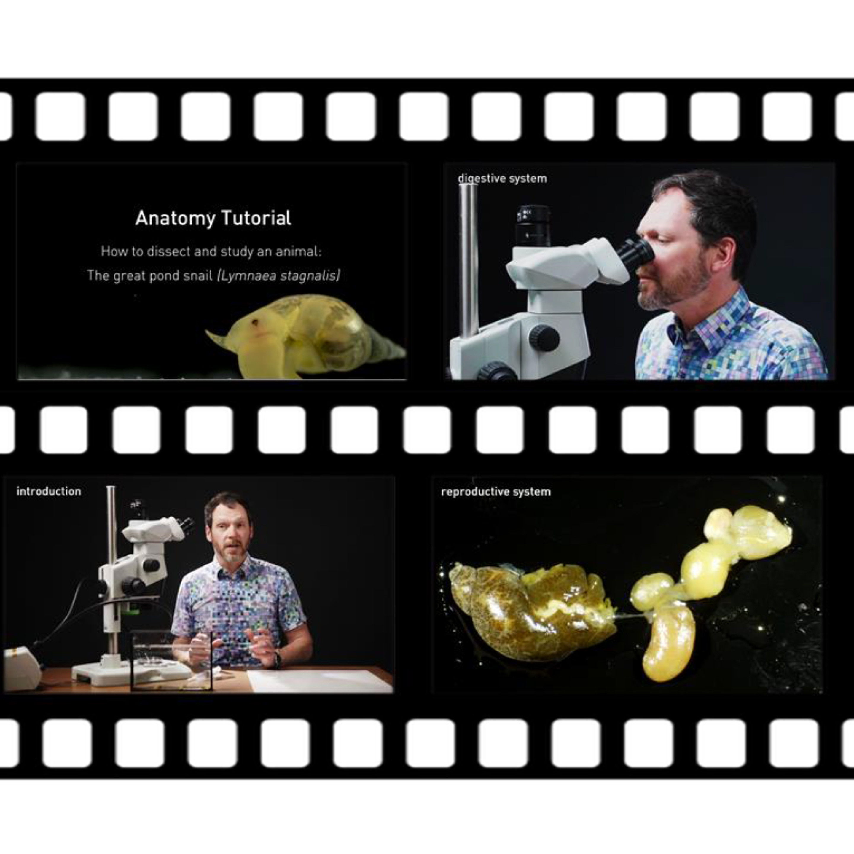 Angus Davison (@snailman@ecoevo.social) - ecoevo.social